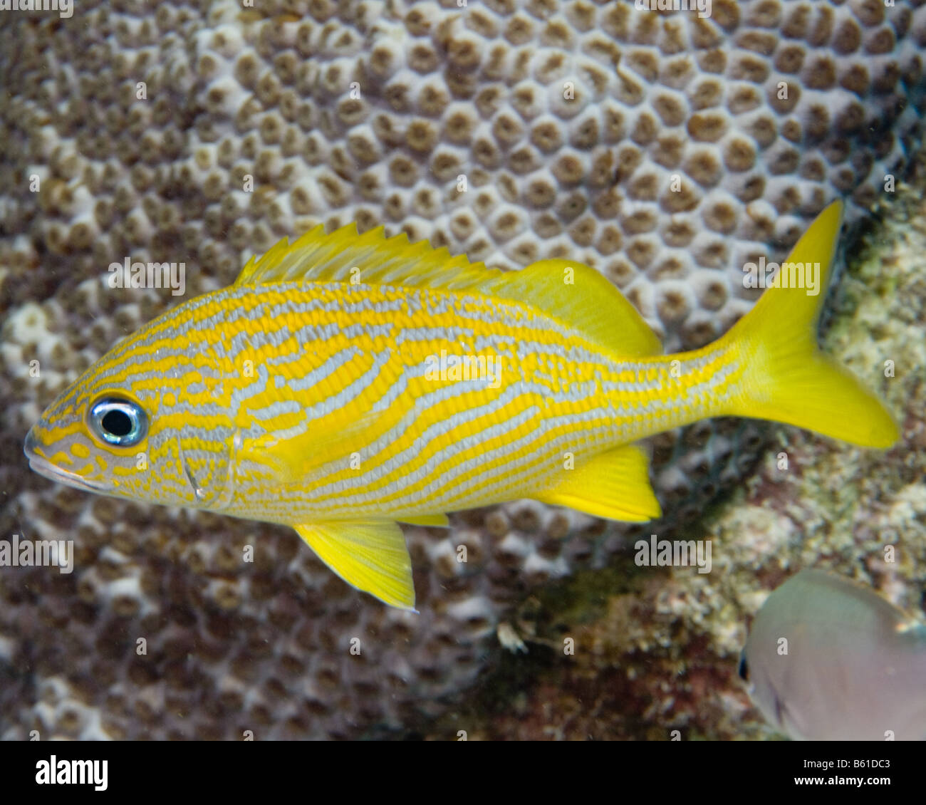 French Grunt fish in profile view Stock Photo - Alamy