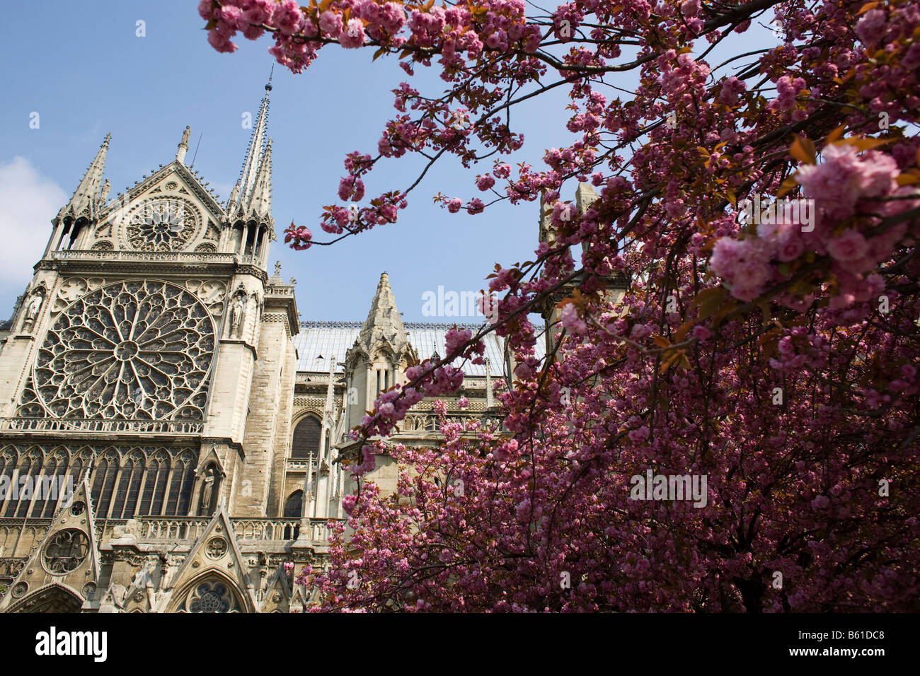 Trees bloom in a Paris spring next to the Cathedral of Notre-Dame Stock ...