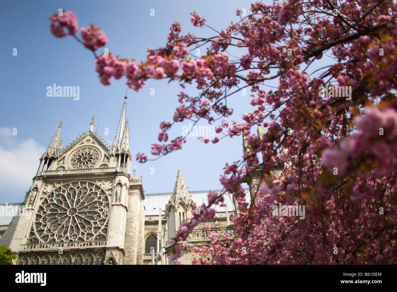 Trees bloom in a Paris spring next to the Cathedral of Notre-Dame Stock ...