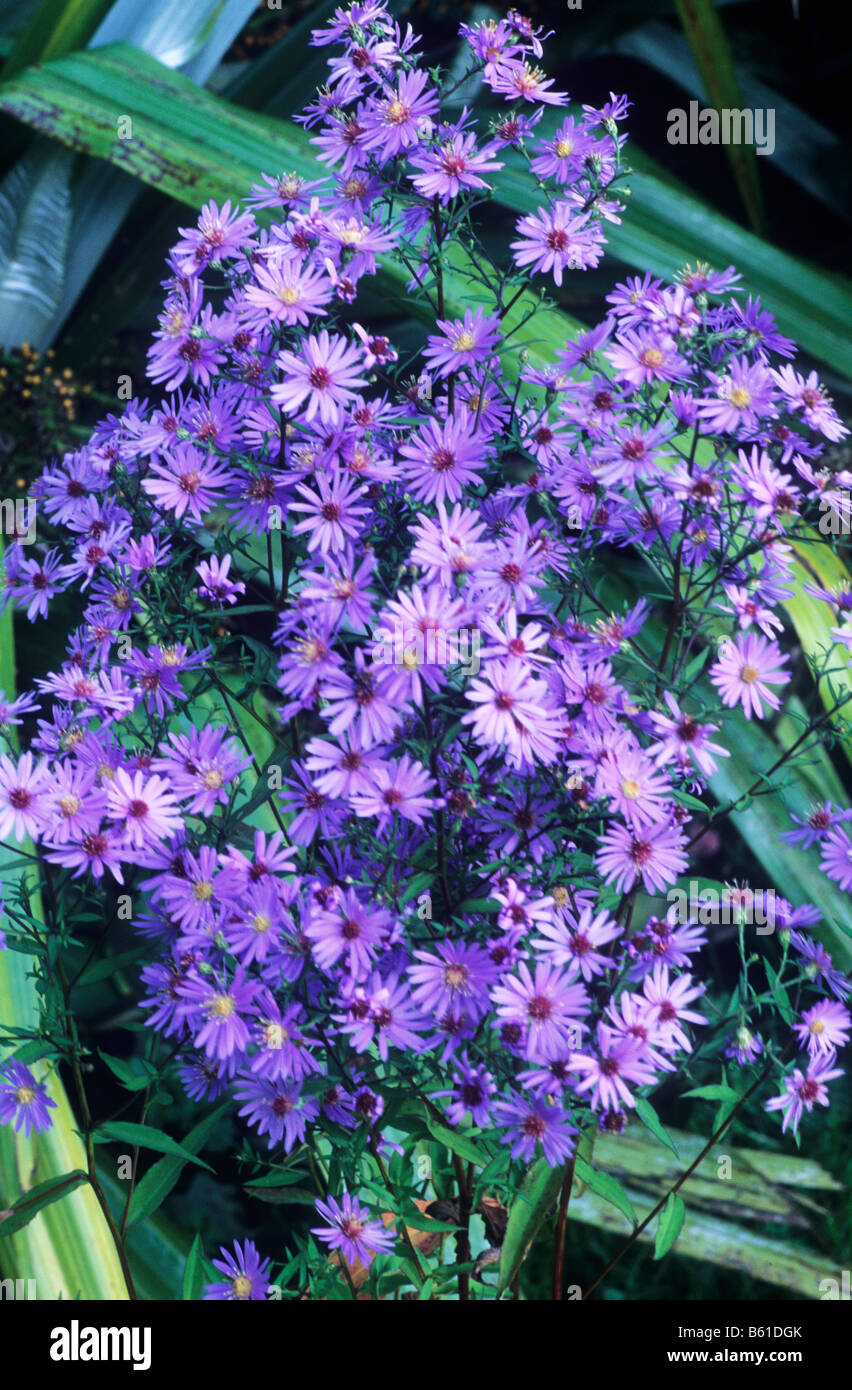 Aster 'Little Carlow' blue purple flower flowers garden plant asters ...