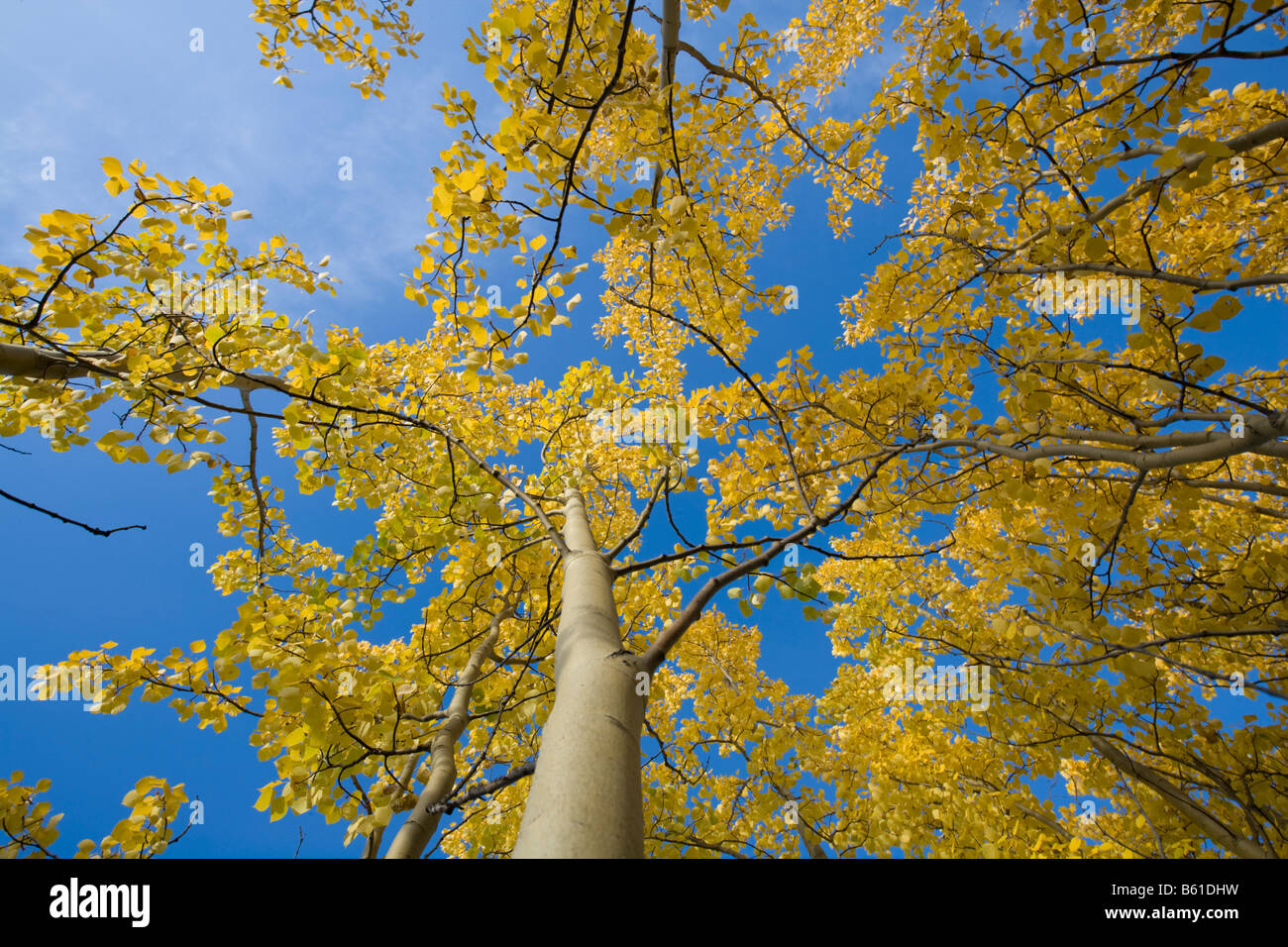 Canada Yukon Territory Birch trees with yellow fall foliage Stock Photo ...