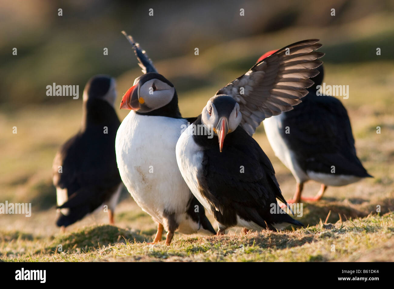 Puffin Fair Isle Shetland Stock Photo - Alamy
