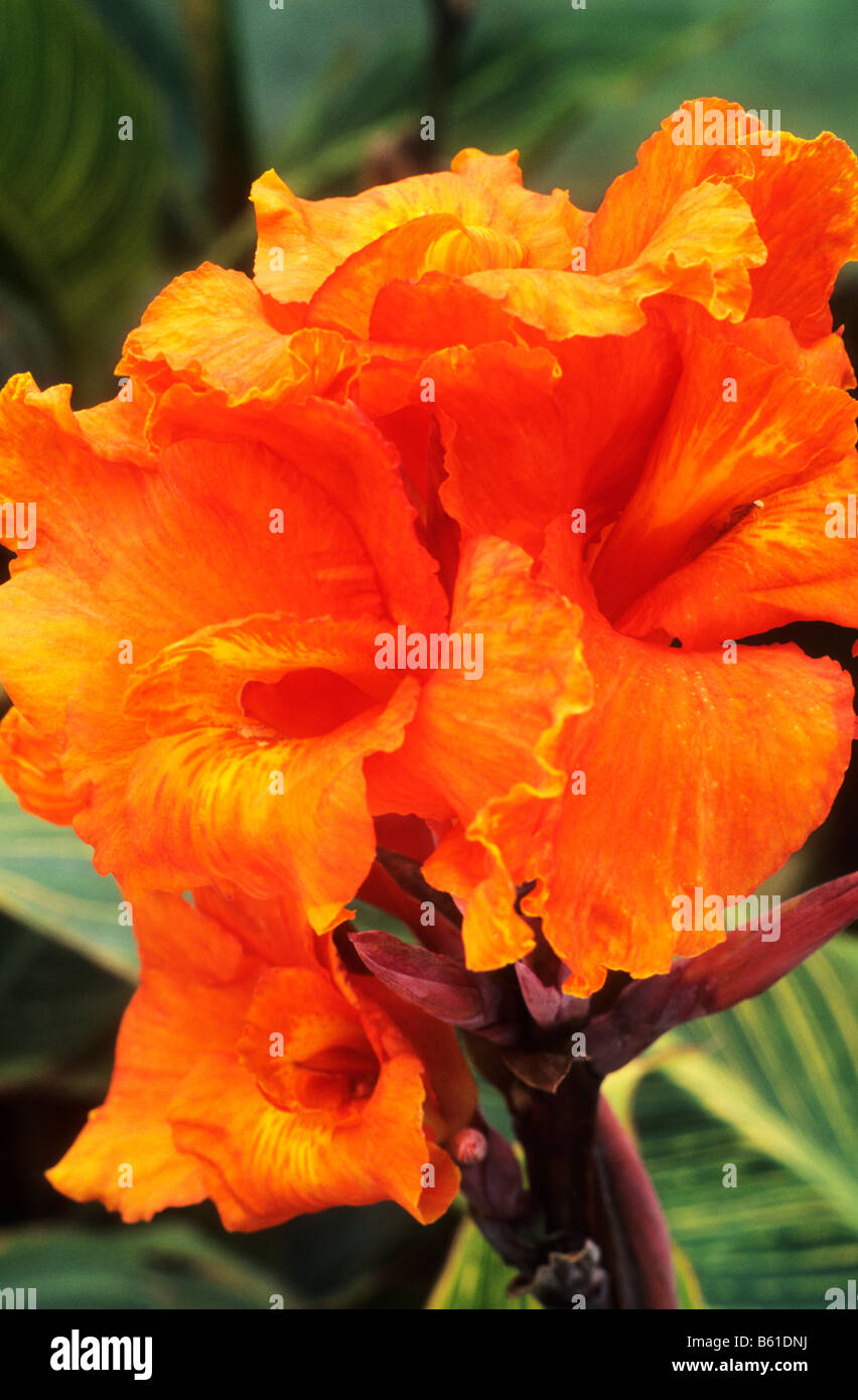 Canna 'Striata' syn. 'Pretoria' orange flower exotic garden plant Stock ...