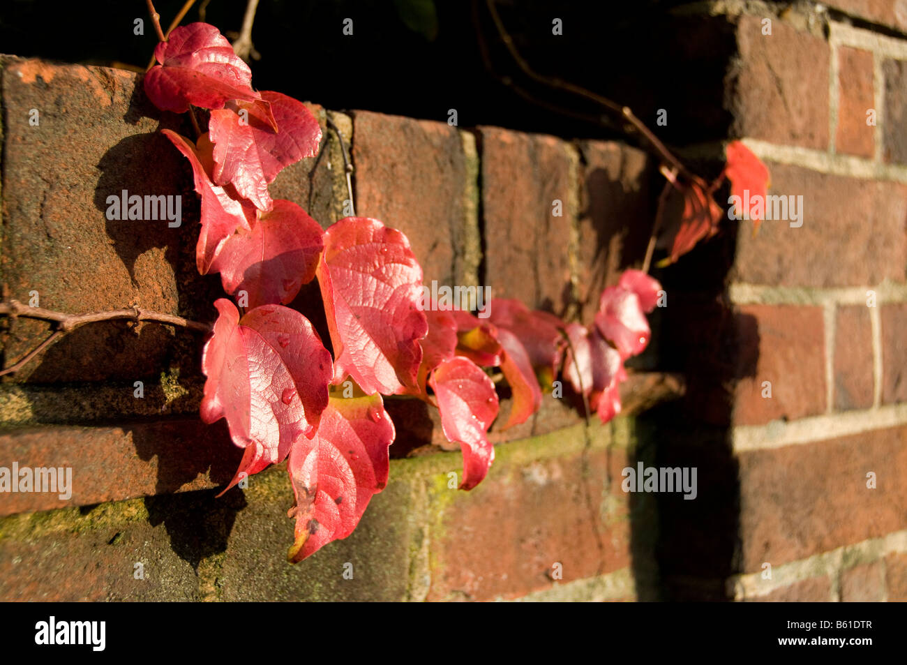 Red leaves on a red brick wall Stock Photo - Alamy