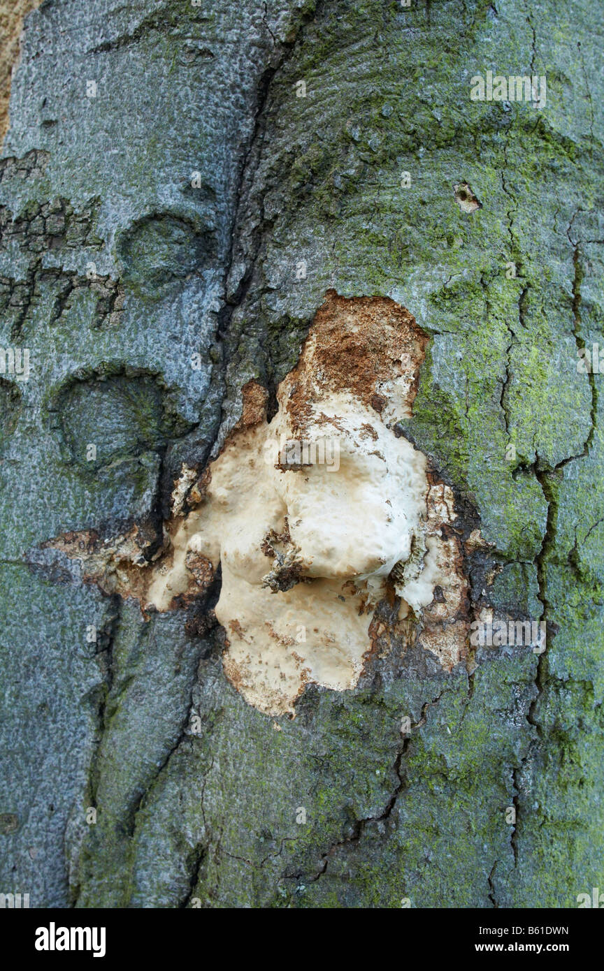 tree fungus or rot or woodworm in London England Stock Photo - Alamy