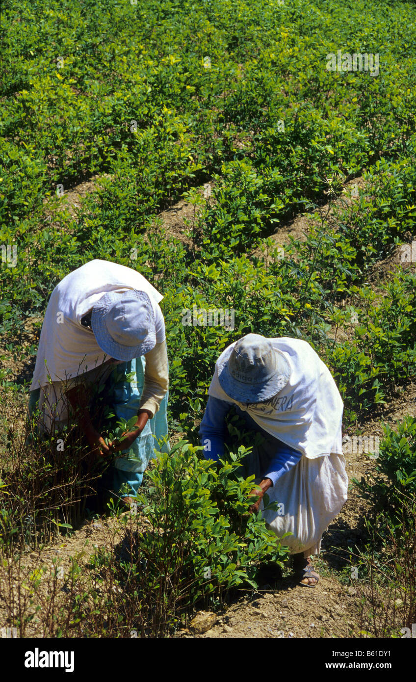 Harvesting coca leaves for traditional use Los Yungas Bolivia Stock ...