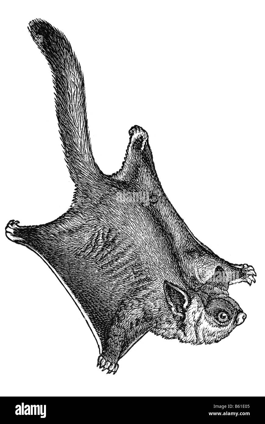 Petauridae hi-res stock photography and images - Alamy