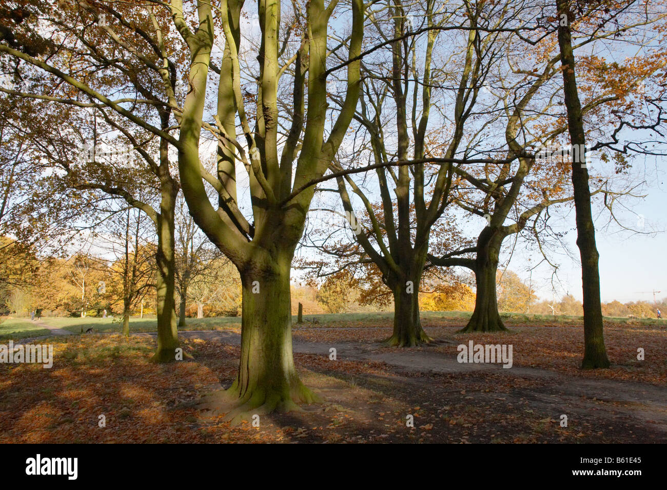 Hampstead heath london autumn hi-res stock photography and images - Alamy