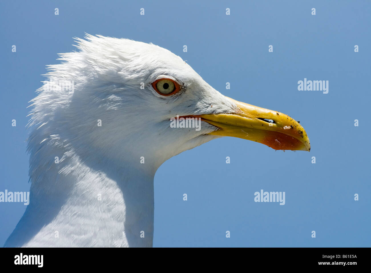 Gibraltar, bird, natural, beauty, sky, blue Stock Photo - Alamy