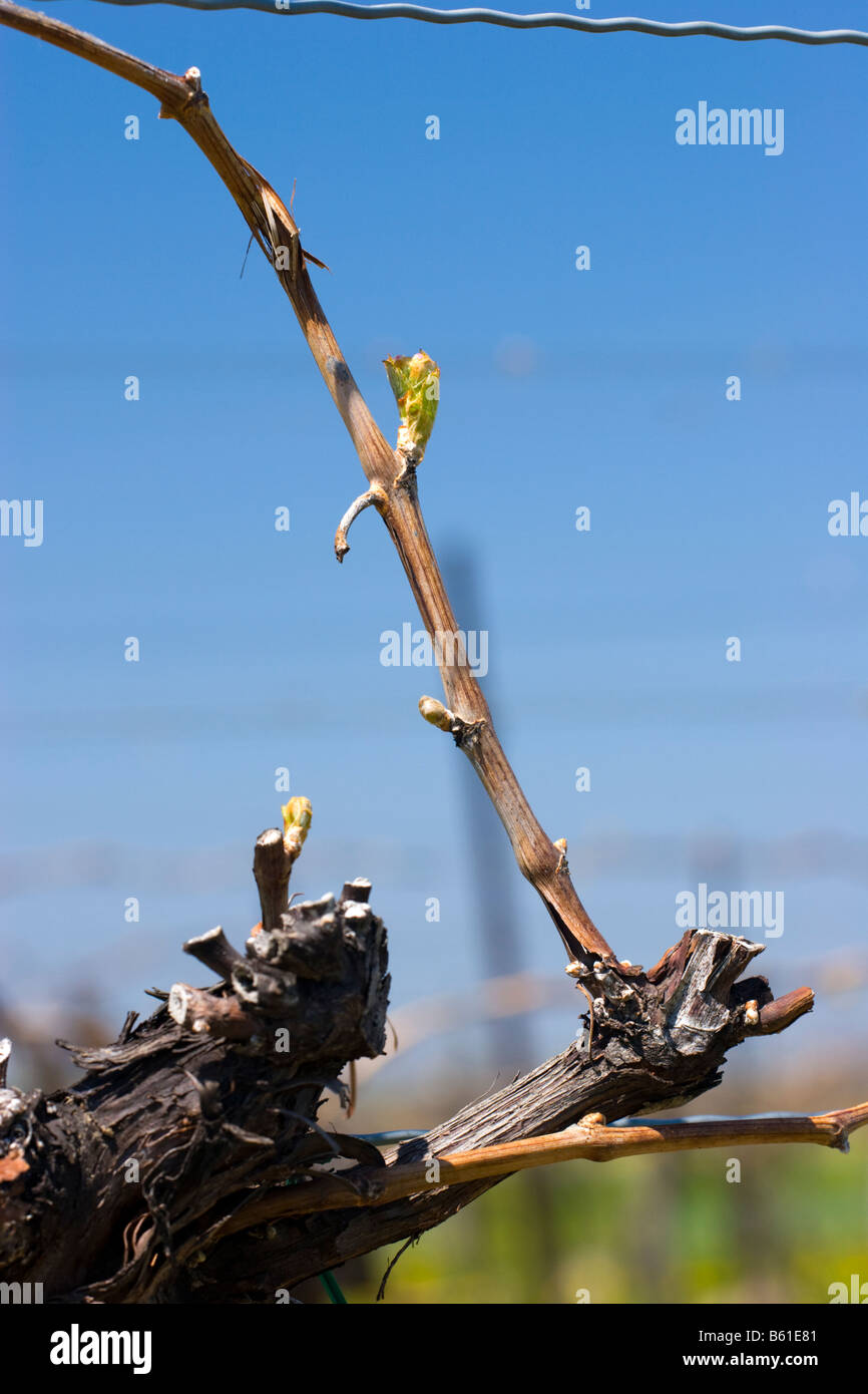 Grape blossom on grape wine Stock Photo - Alamy