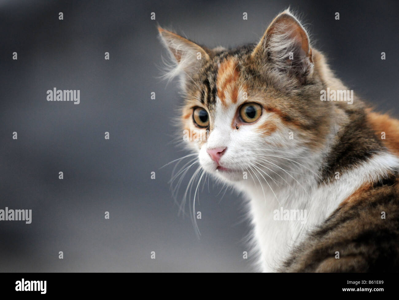 Turkey cat hi-res stock photography and images - Alamy