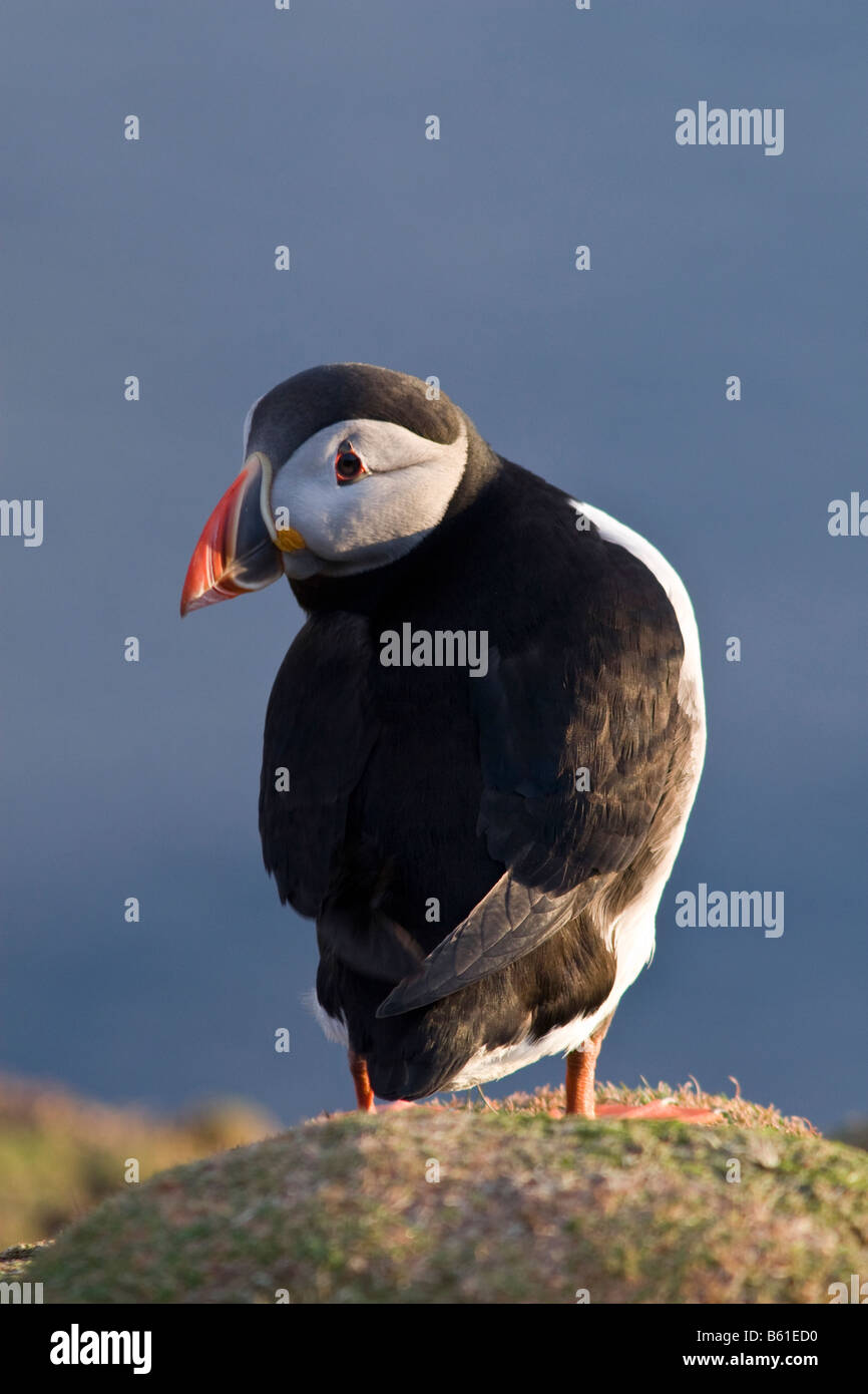 Puffin Fair Isle Shetland Stock Photo - Alamy