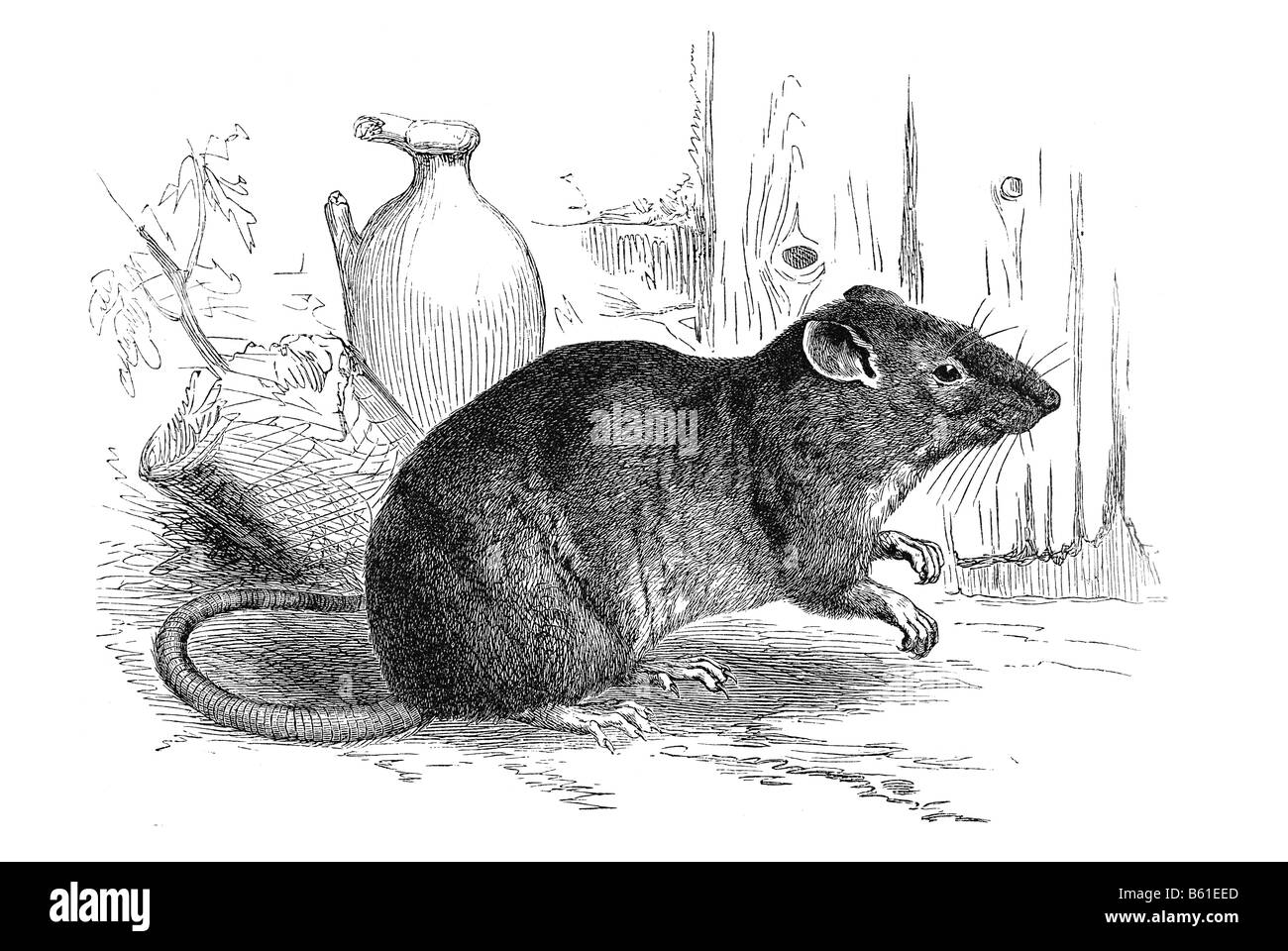 Wharf rat hi-res stock photography and images - Alamy