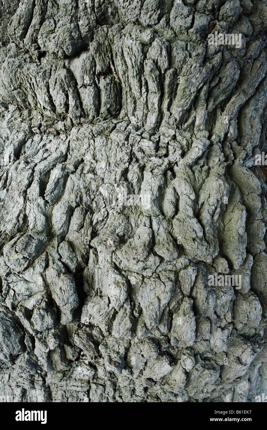 old age tree bark Stock Photo - Alamy