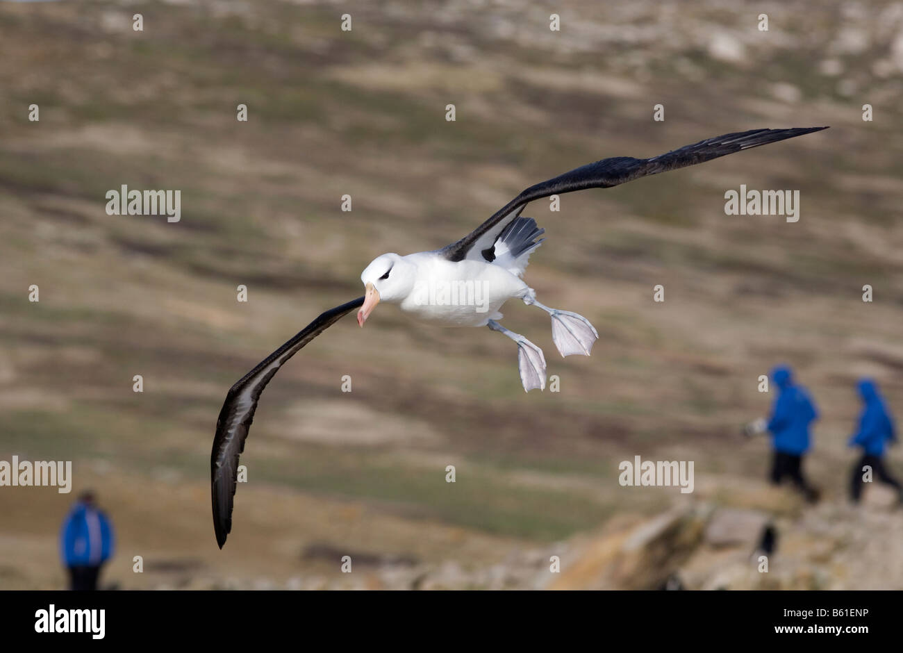Albatross flying falkland islands hi-res stock photography and images ...
