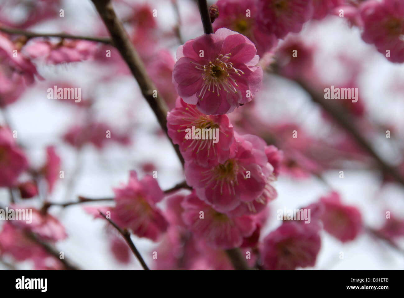 Pink prunus mume Japanese ume plum in full bloom in Nagano Prefecture ...