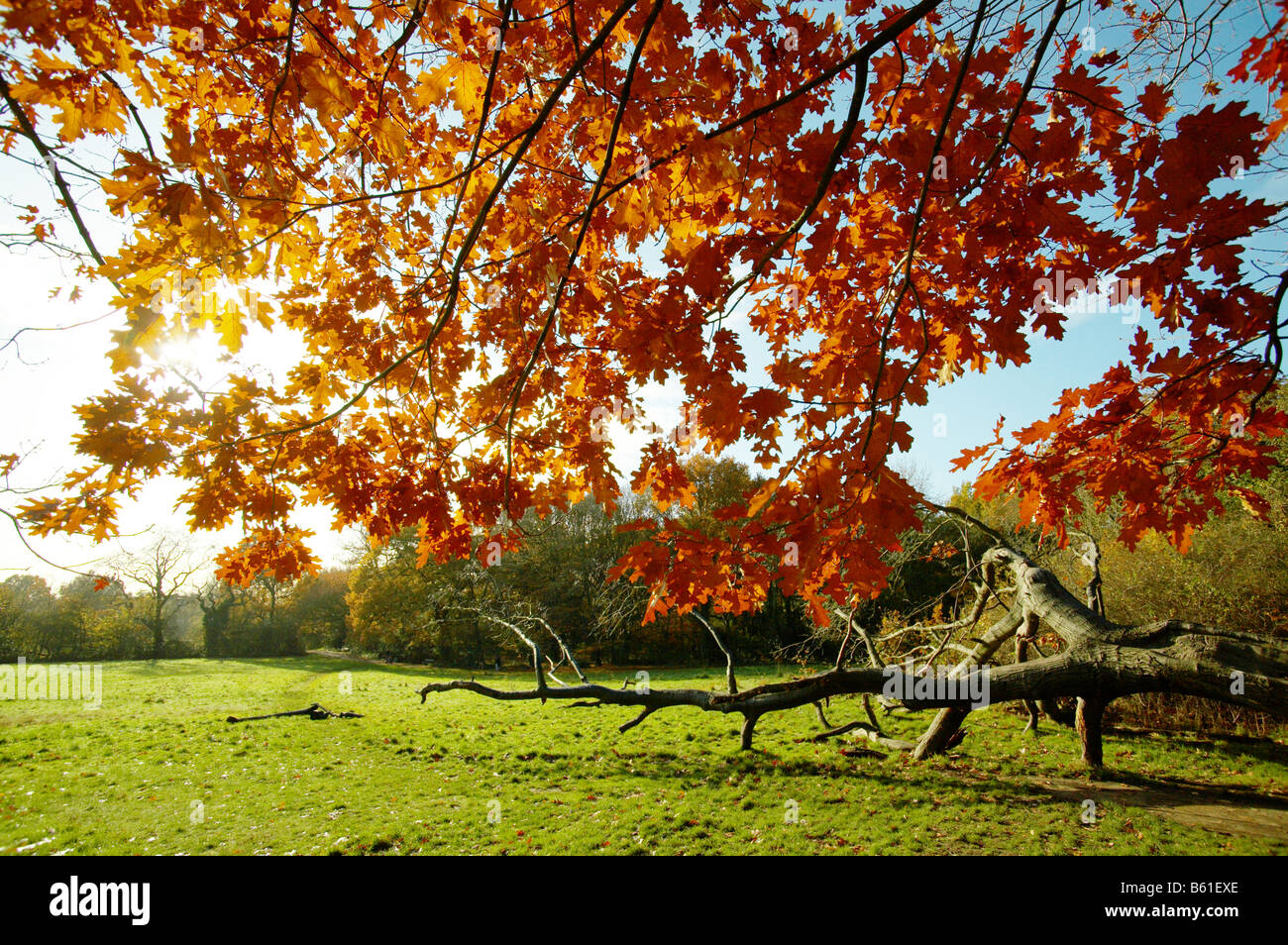 dead tree in autumn on Hampstead Heath London England UK Stock Photo ...