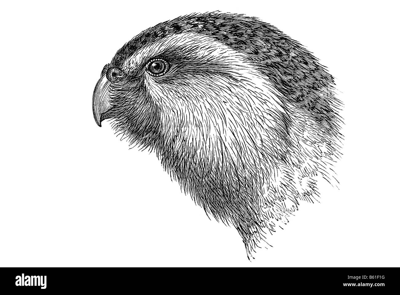 Kakapo parrot hi-res stock photography and images - Alamy