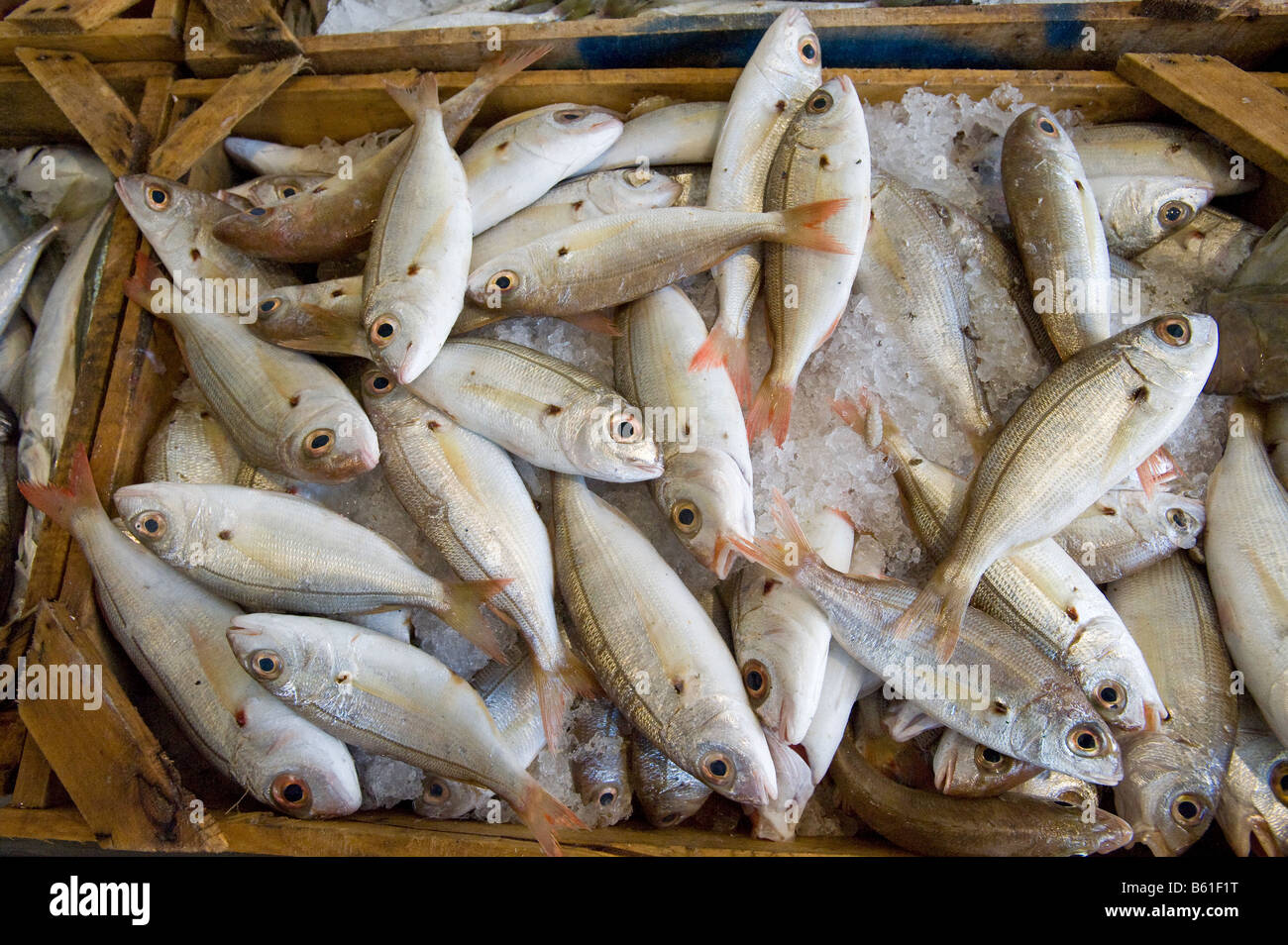 Vendors sell freshly caught fish hi-res stock photography and images ...