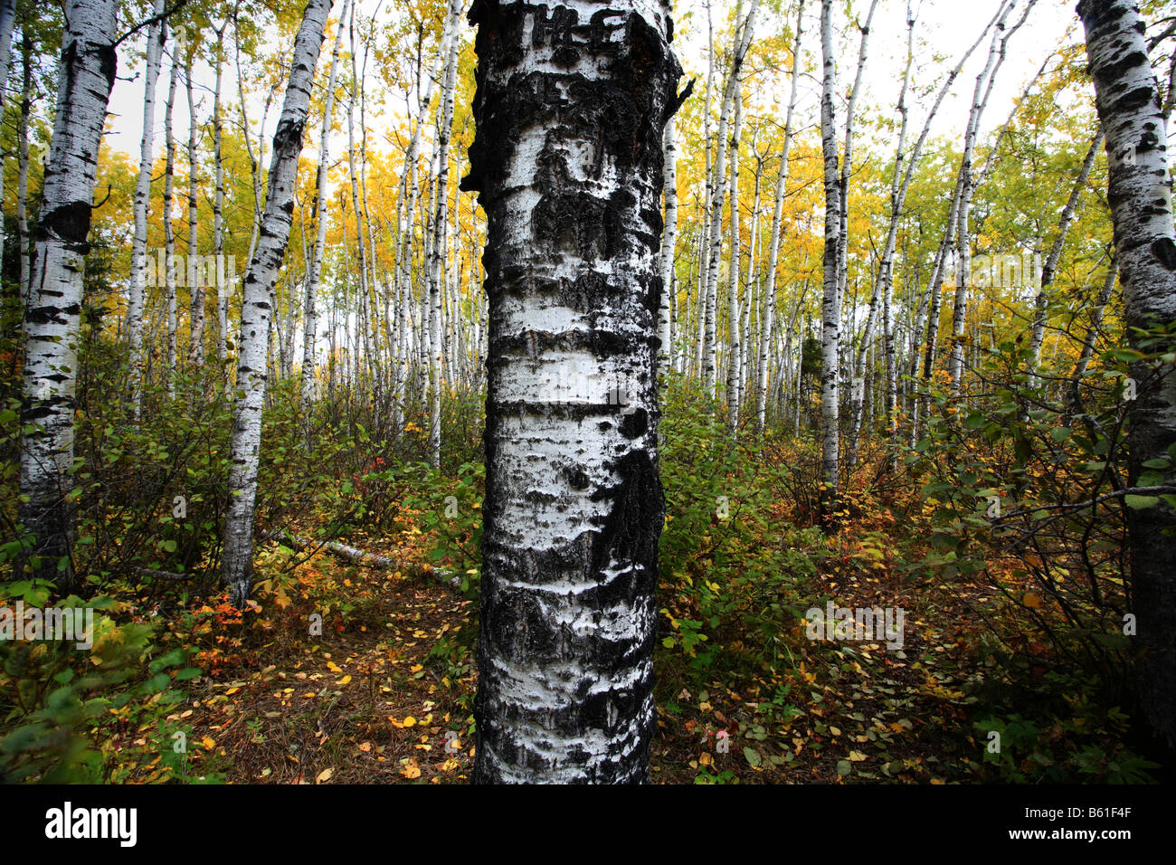 Aspen tree trunks in Meadow Lake Park Saskatchewan Stock Photo - Alamy