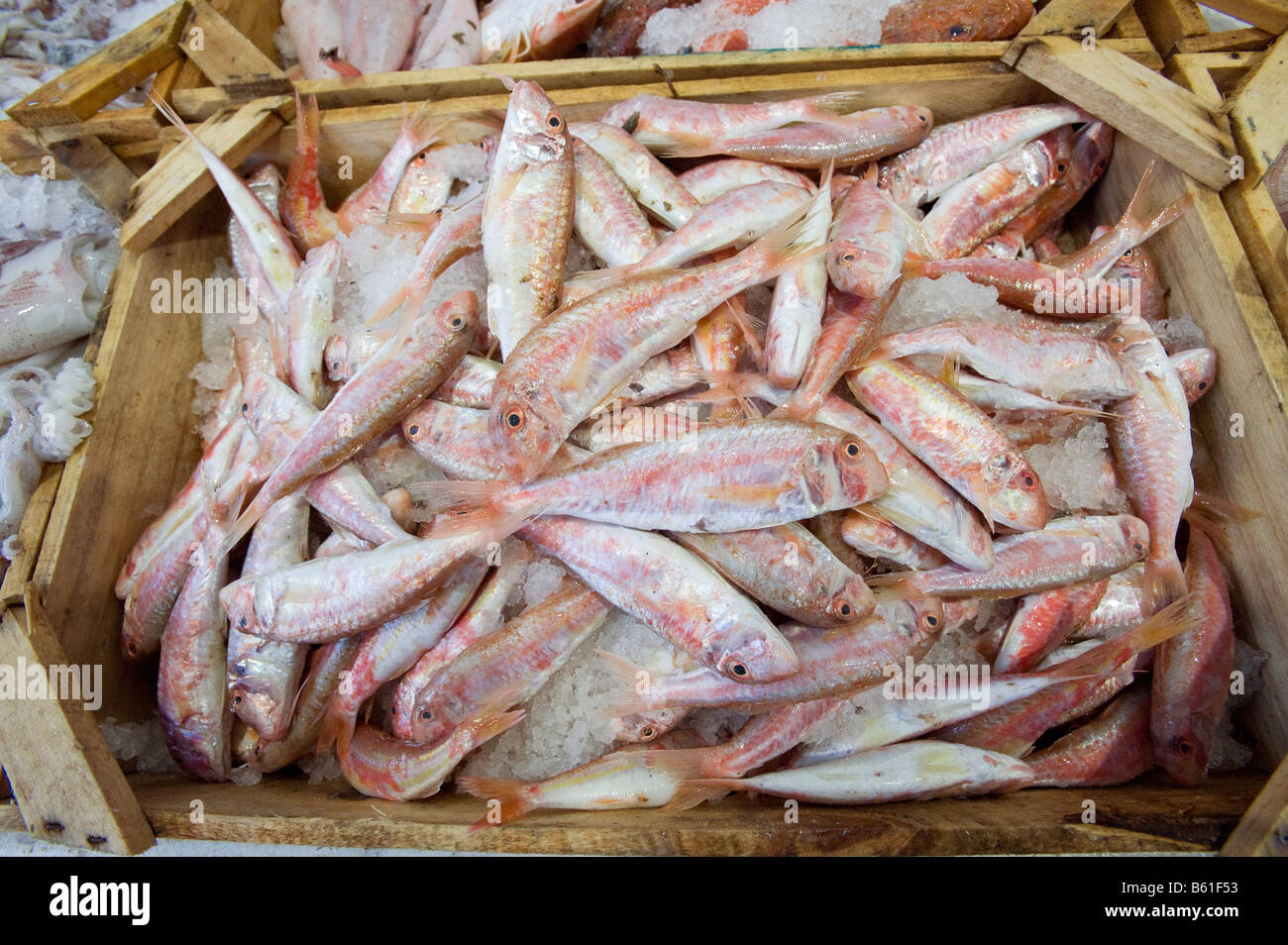 Freshly caught fish for sale in a shop Stock Photo - Alamy