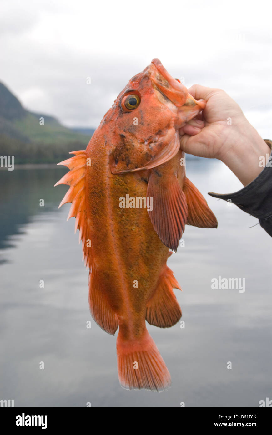 A Yellow Eye Rockfish, Port Fidalgo Inlet near Valdez,Alaska Stock ...