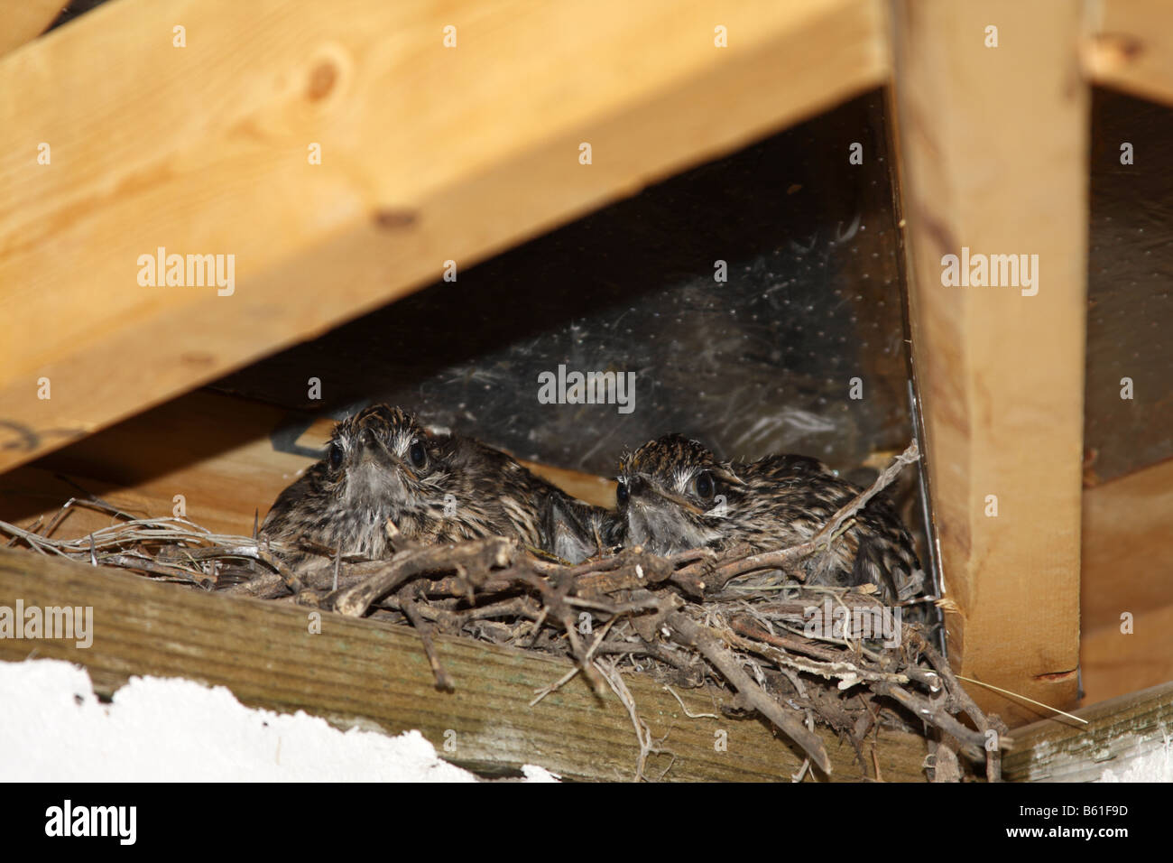 Greater Roadrunner chicks in nest (Geococcyx), Arizona, USA Stock Photo ...