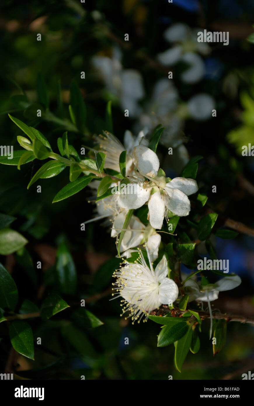 Myrtle flower hi-res stock photography and images - Alamy