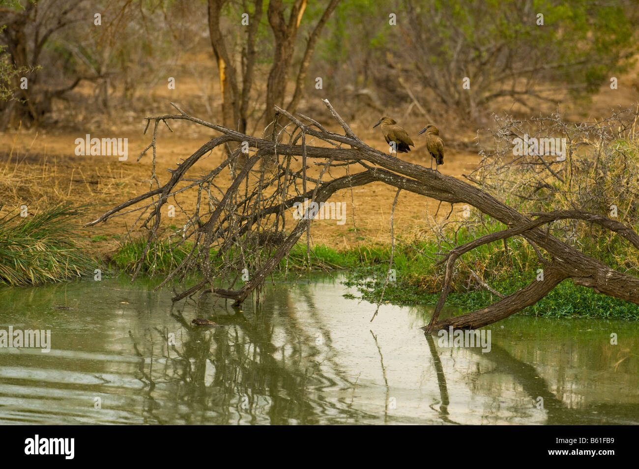 south-africa Hammerkop hammerhead bird Scopus umbretta couple male ...