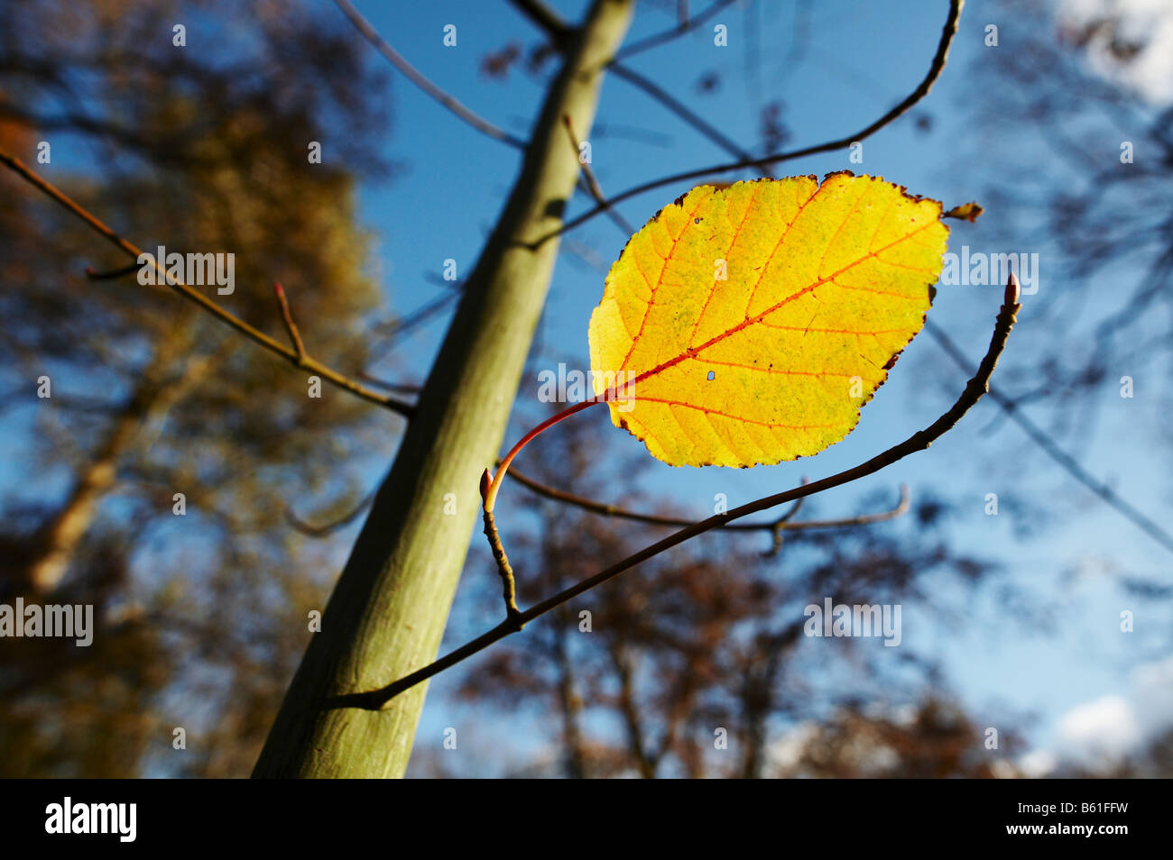 Single leaf hi-res stock photography and images - Alamy