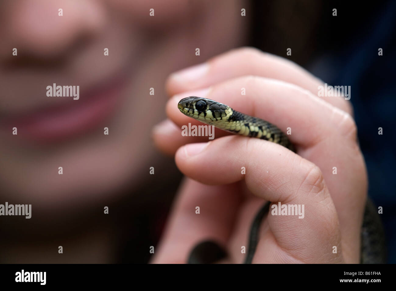 grass snake Natrix natrix at reptile day penhale cornwall Stock Photo ...