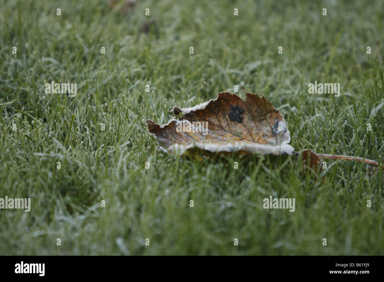 Single Sycamore tree leaf frozen on the grass Stock Photo - Alamy