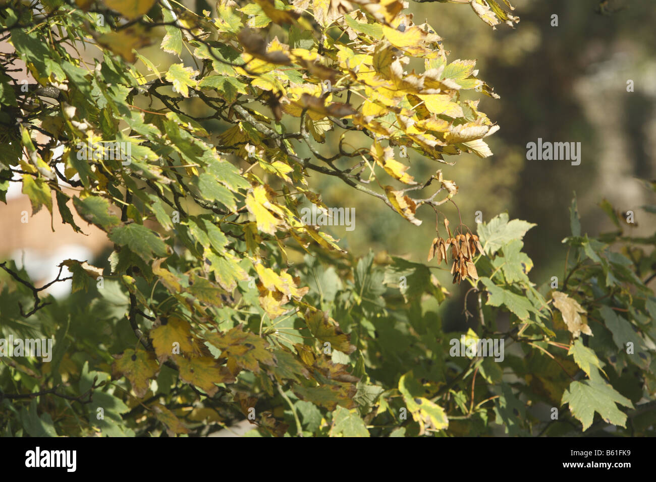Sycamore branch hi-res stock photography and images - Alamy