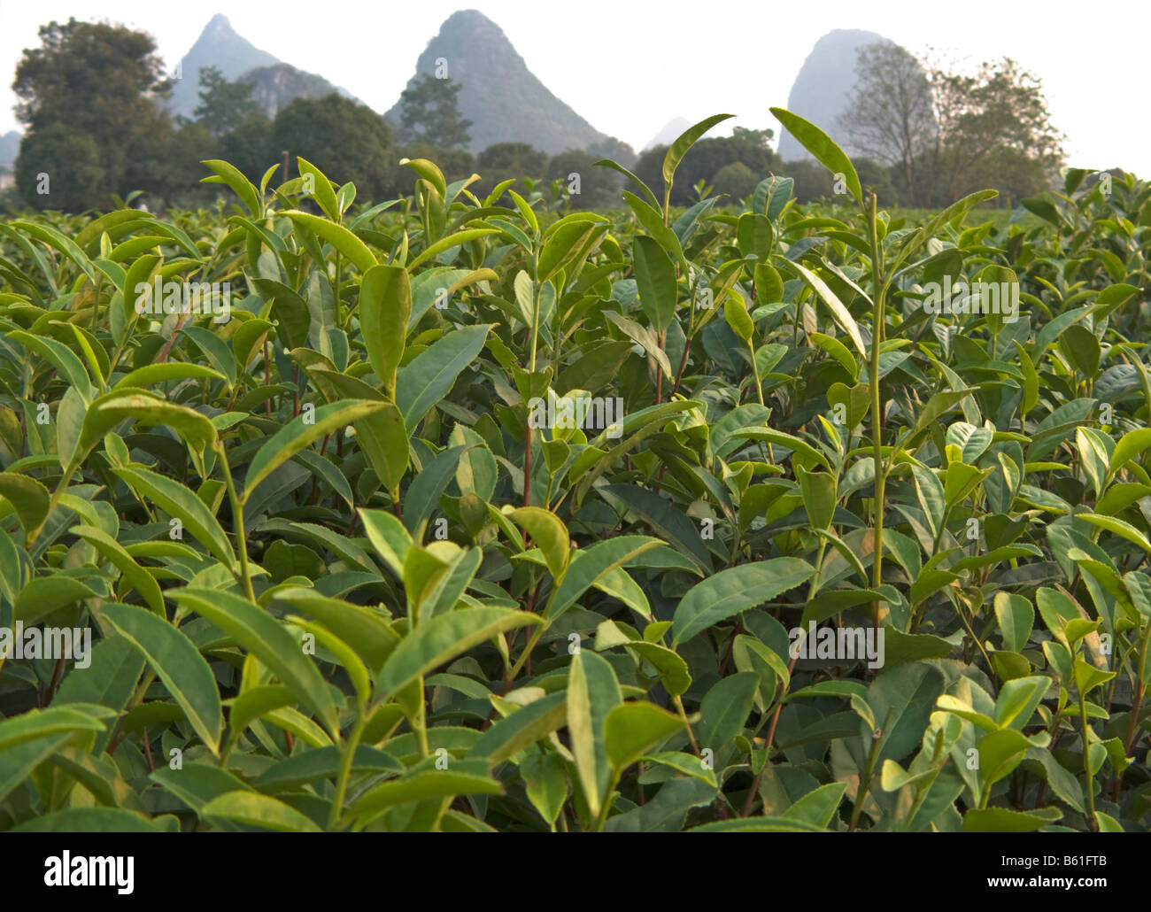 Tea Plantation Guilin Guangxi China Close up Stock Photo - Alamy