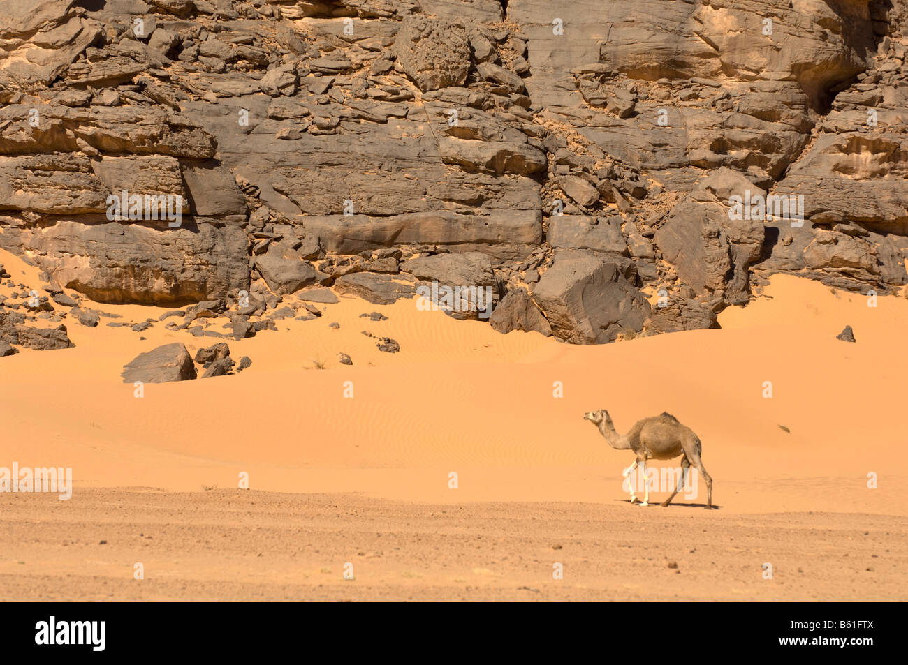 Camels Wadi Teshuinat Akakus Sahara desert Fezzan Libya Stock Photo - Alamy