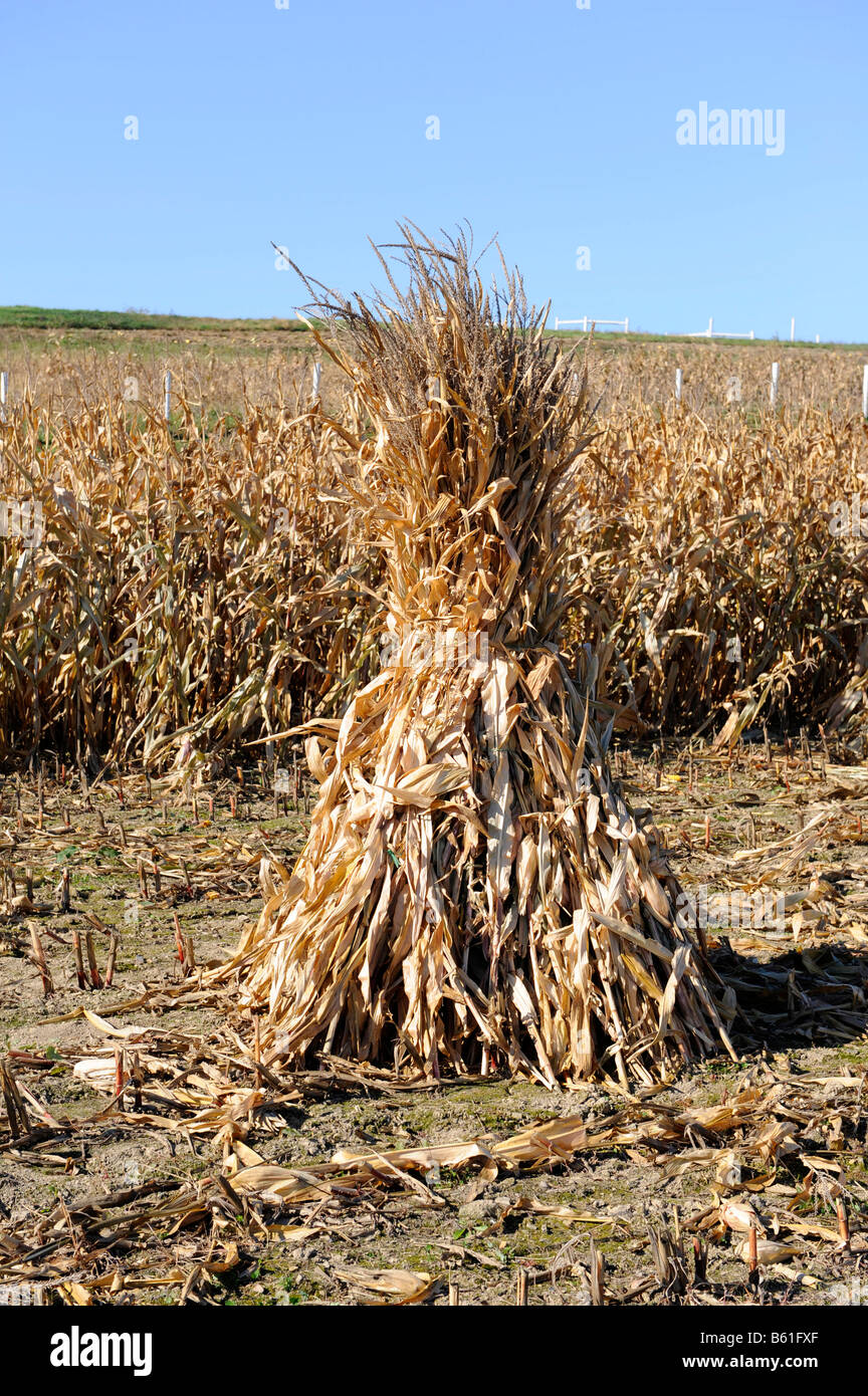 Corn Field Harvested In Ohio