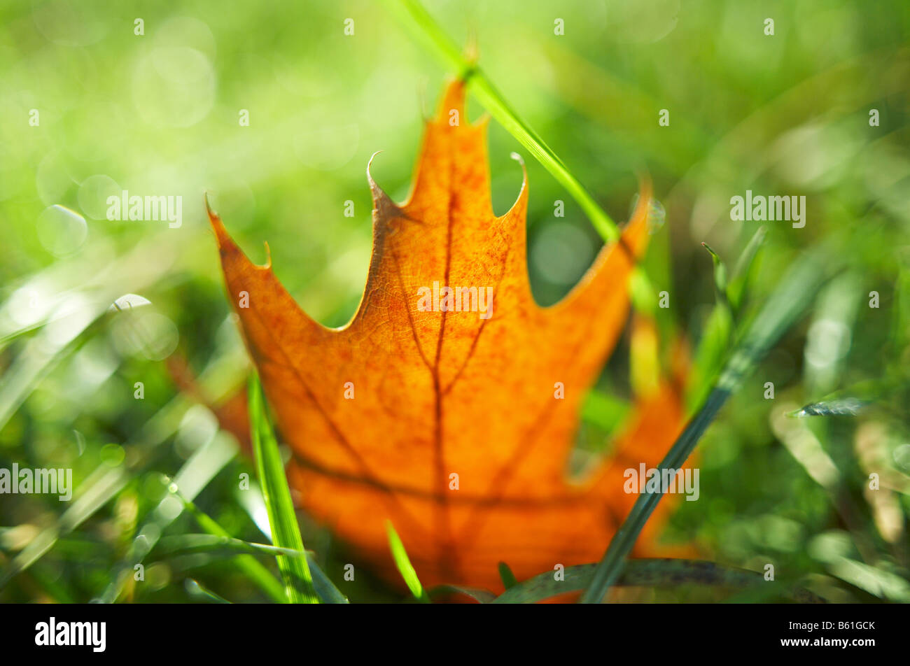 fallen dead leaves in autumn on Hampstead Heath London England UK Stock ...