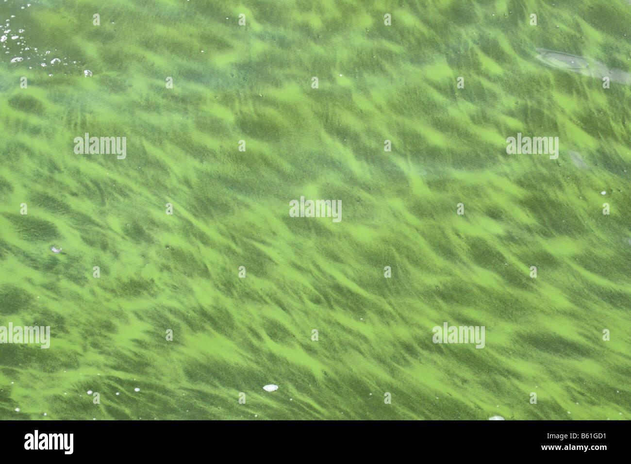 Blue green algae hi-res stock photography and images - Alamy