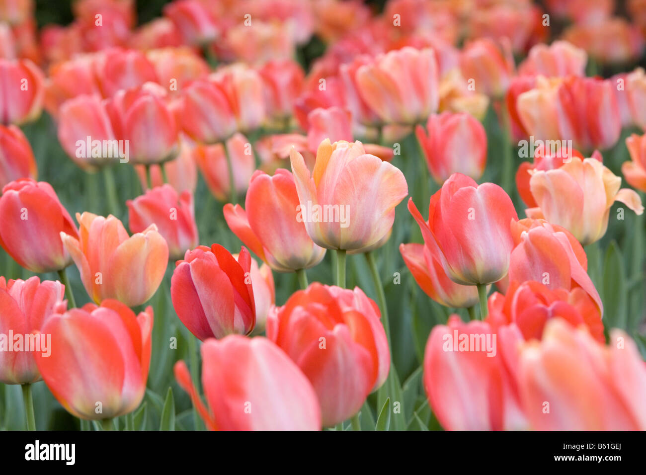 Pink and red tulips Stock Photo - Alamy