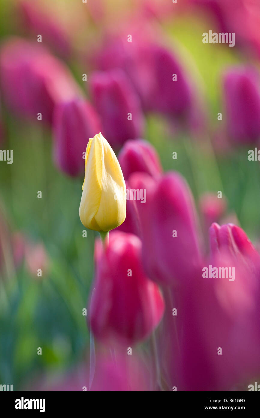 Yellow tulip in a planting of magenta tulips Stock Photo - Alamy
