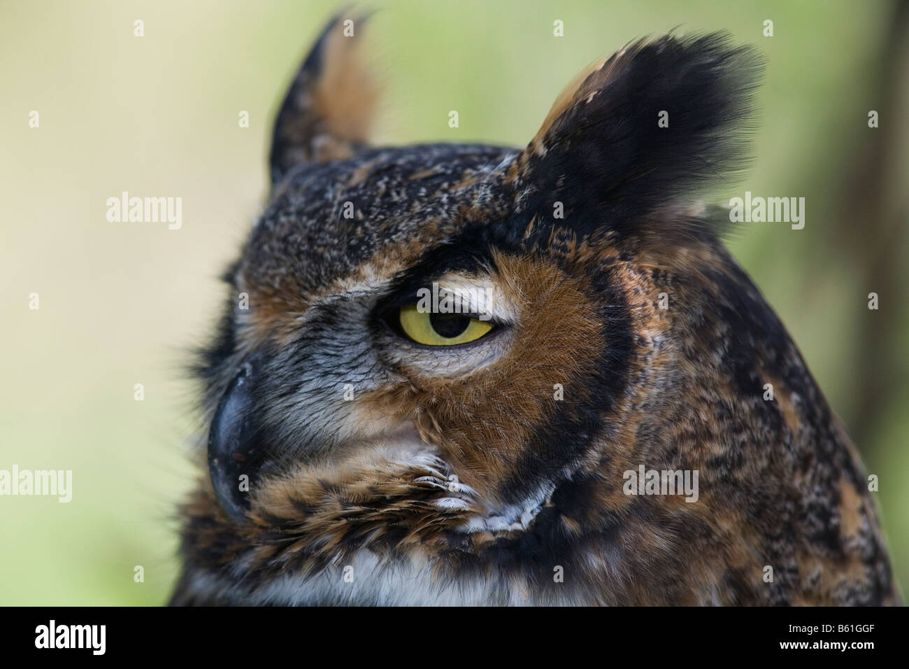 Great horned owl (Bubo virginianus Stock Photo - Alamy