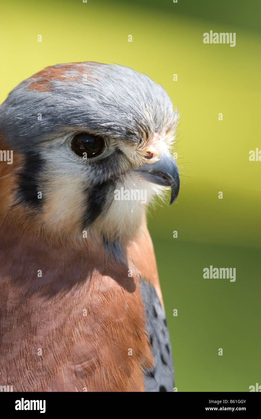 The kestral hi-res stock photography and images - Alamy