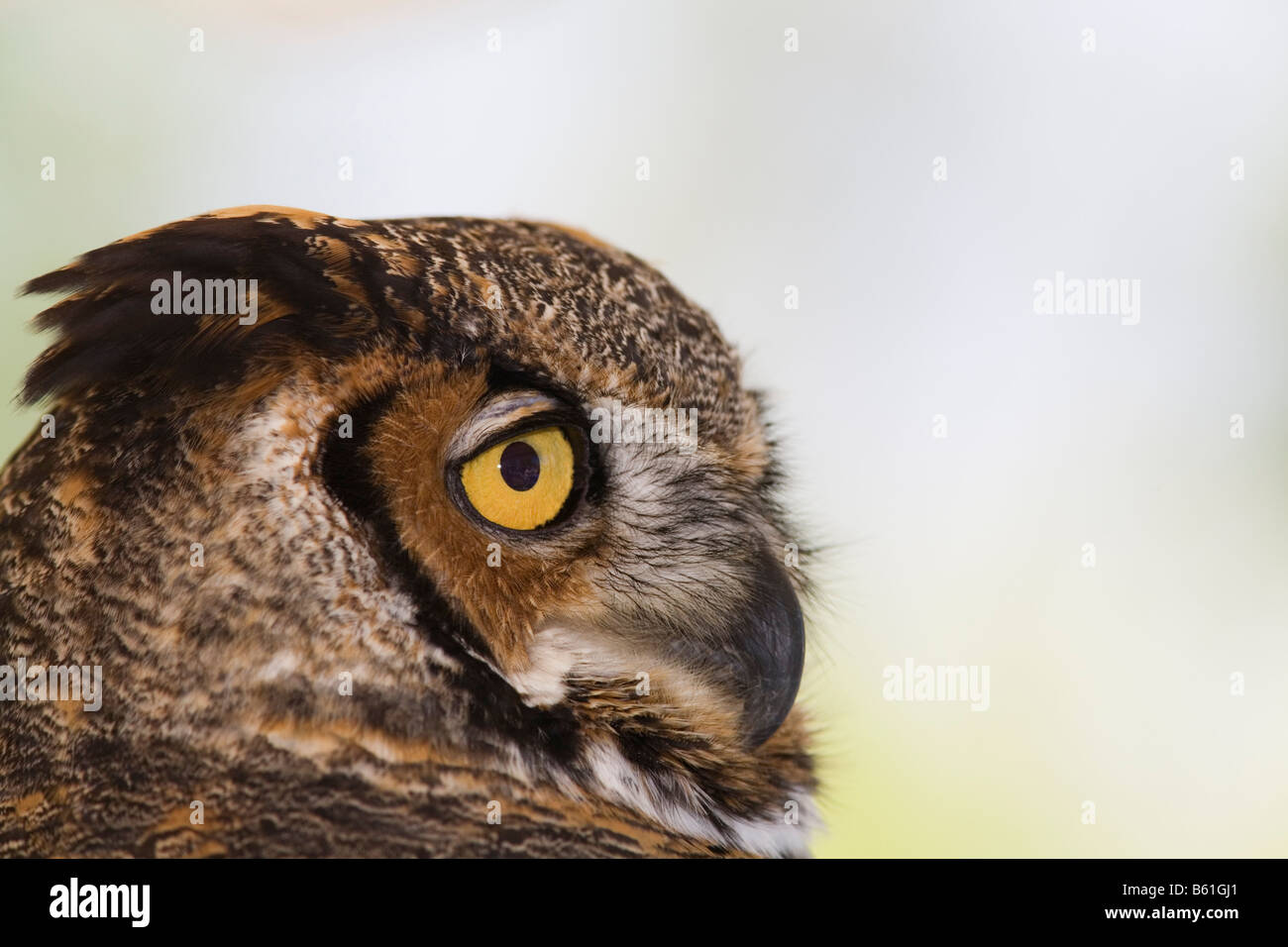 Closeup great horned owl hi-res stock photography and images - Alamy
