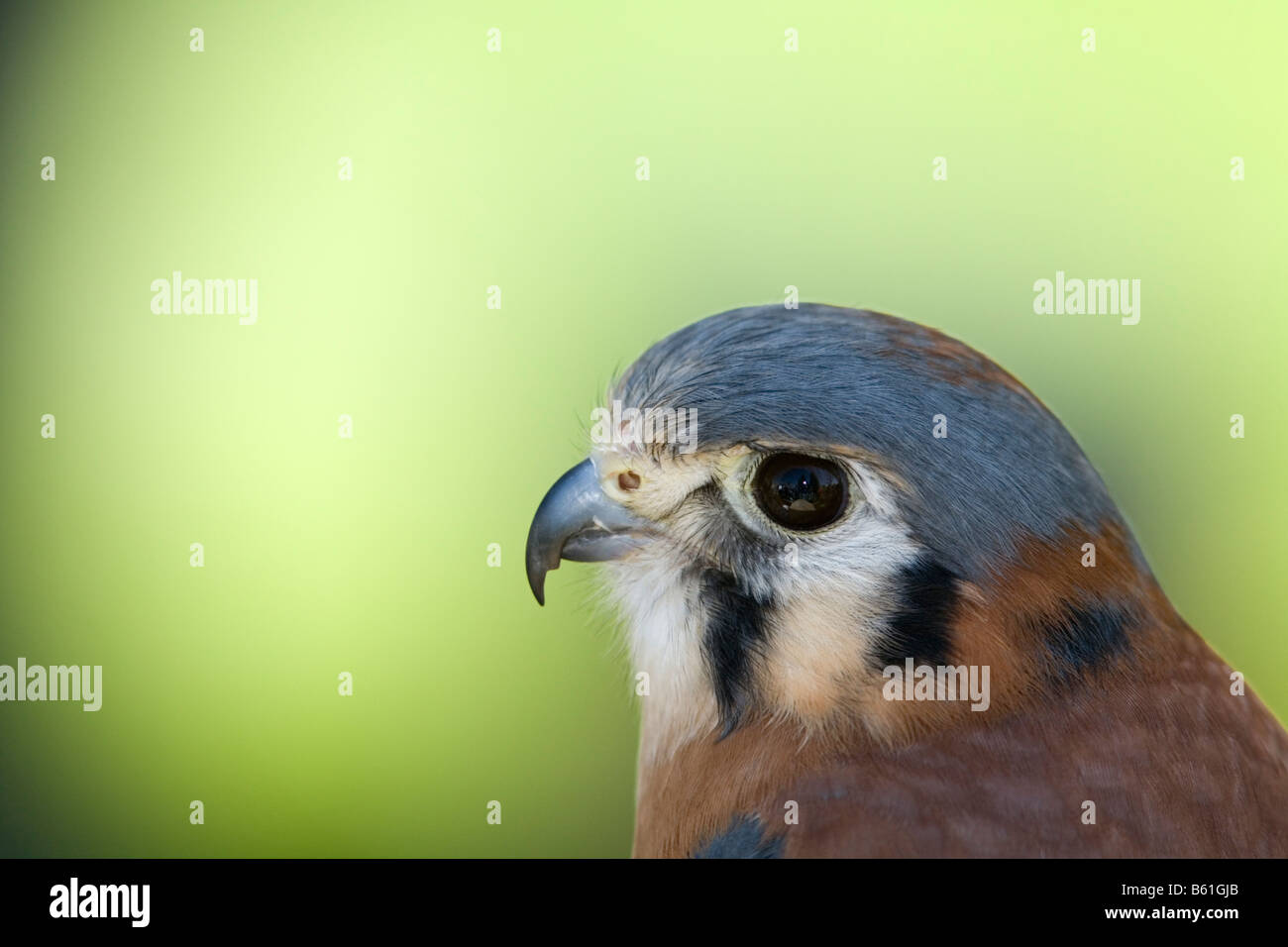 Kestral hi-res stock photography and images - Alamy