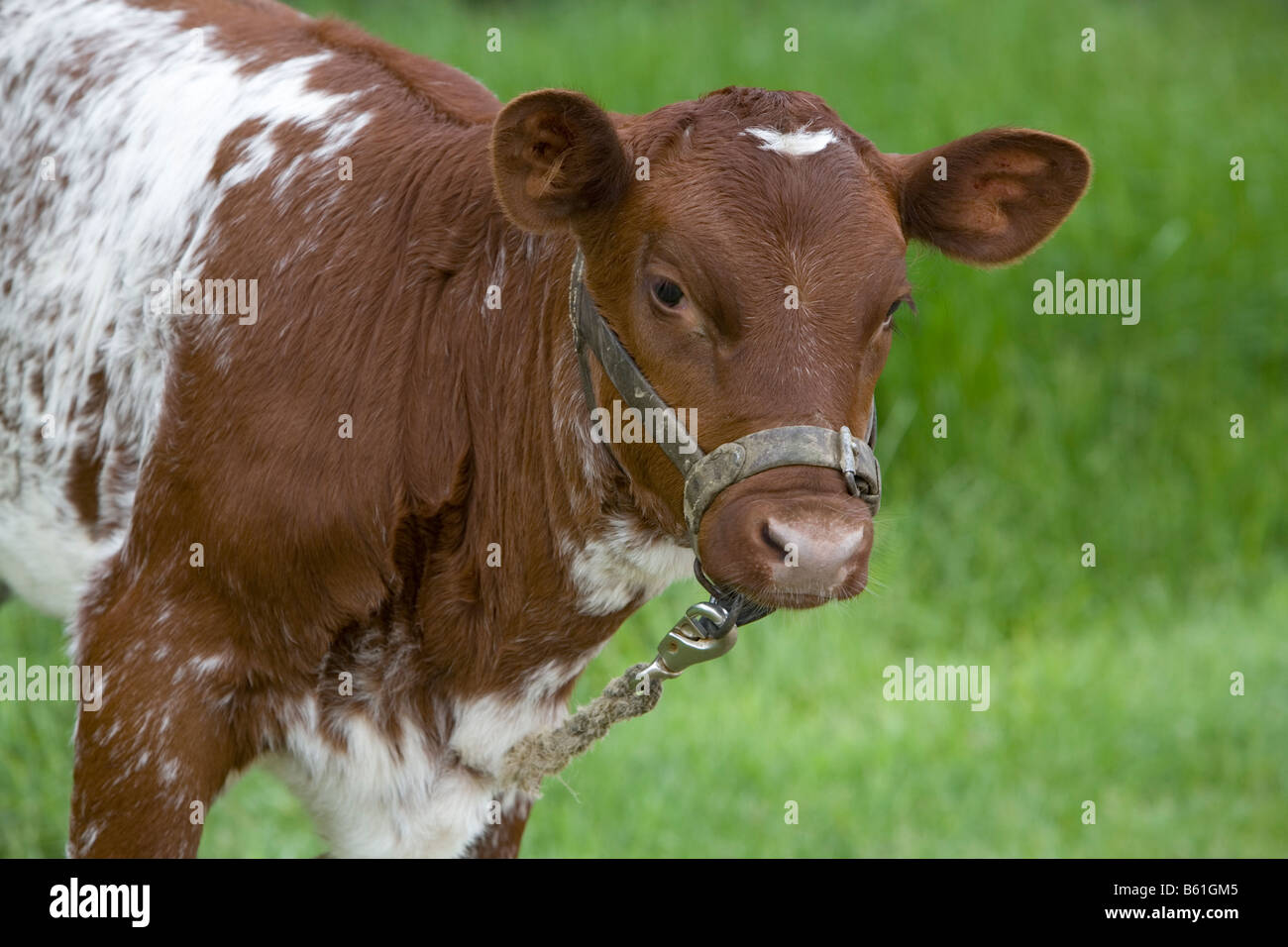 Brown Cow Calf High Resolution Stock Photography and Images - Alamy