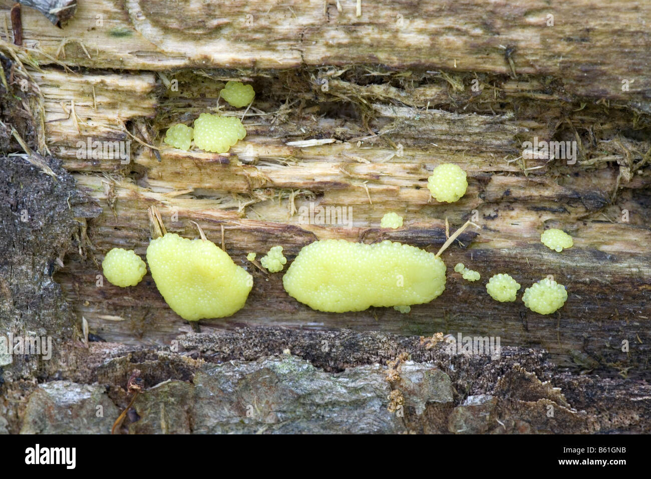 Slime mold on log hi-res stock photography and images - Alamy