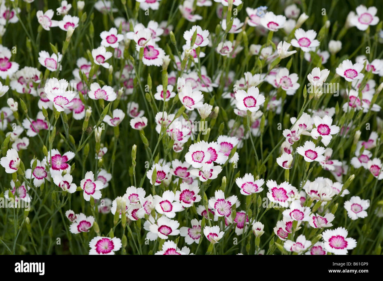 Magenta dianthus hi-res stock photography and images - Alamy