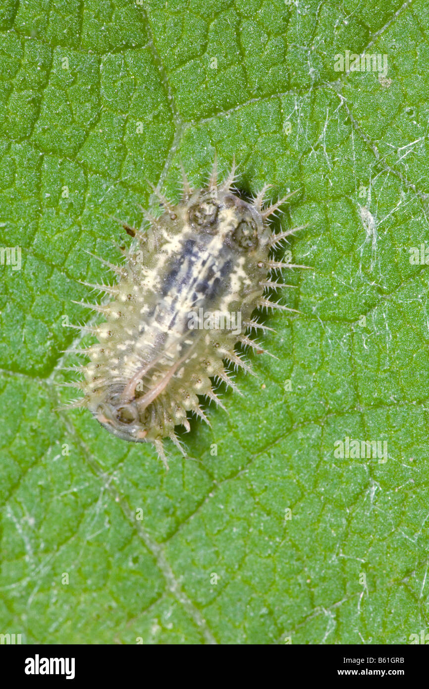 Green Tortoise Beetle