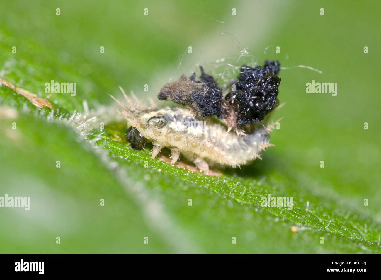 Beetle larva hi-res stock photography and images - Alamy