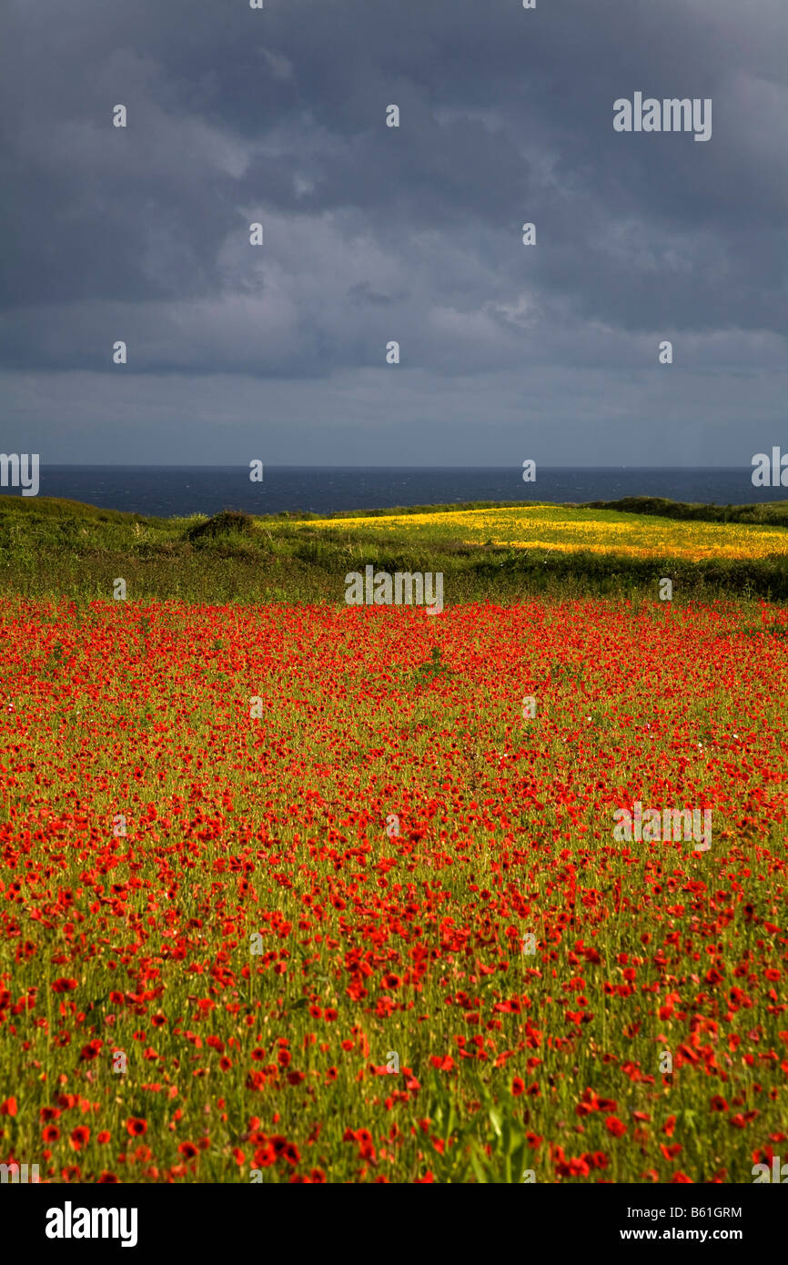 Poppies marigolds hi-res stock photography and images - Alamy